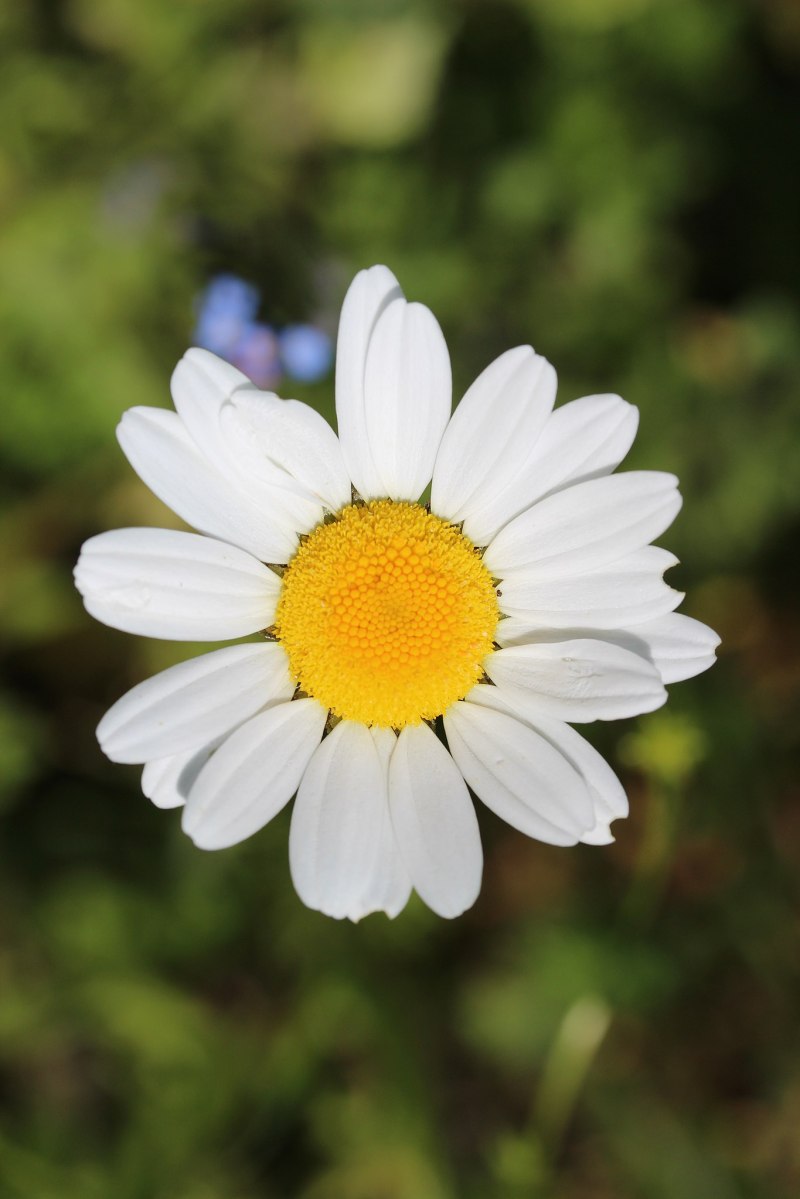 Daisy fears – Primitive Joe